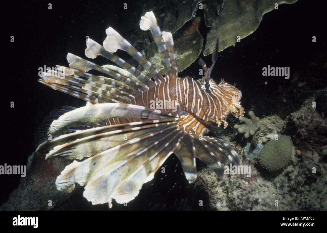 lion turkey fish Stock Photo - Alamy