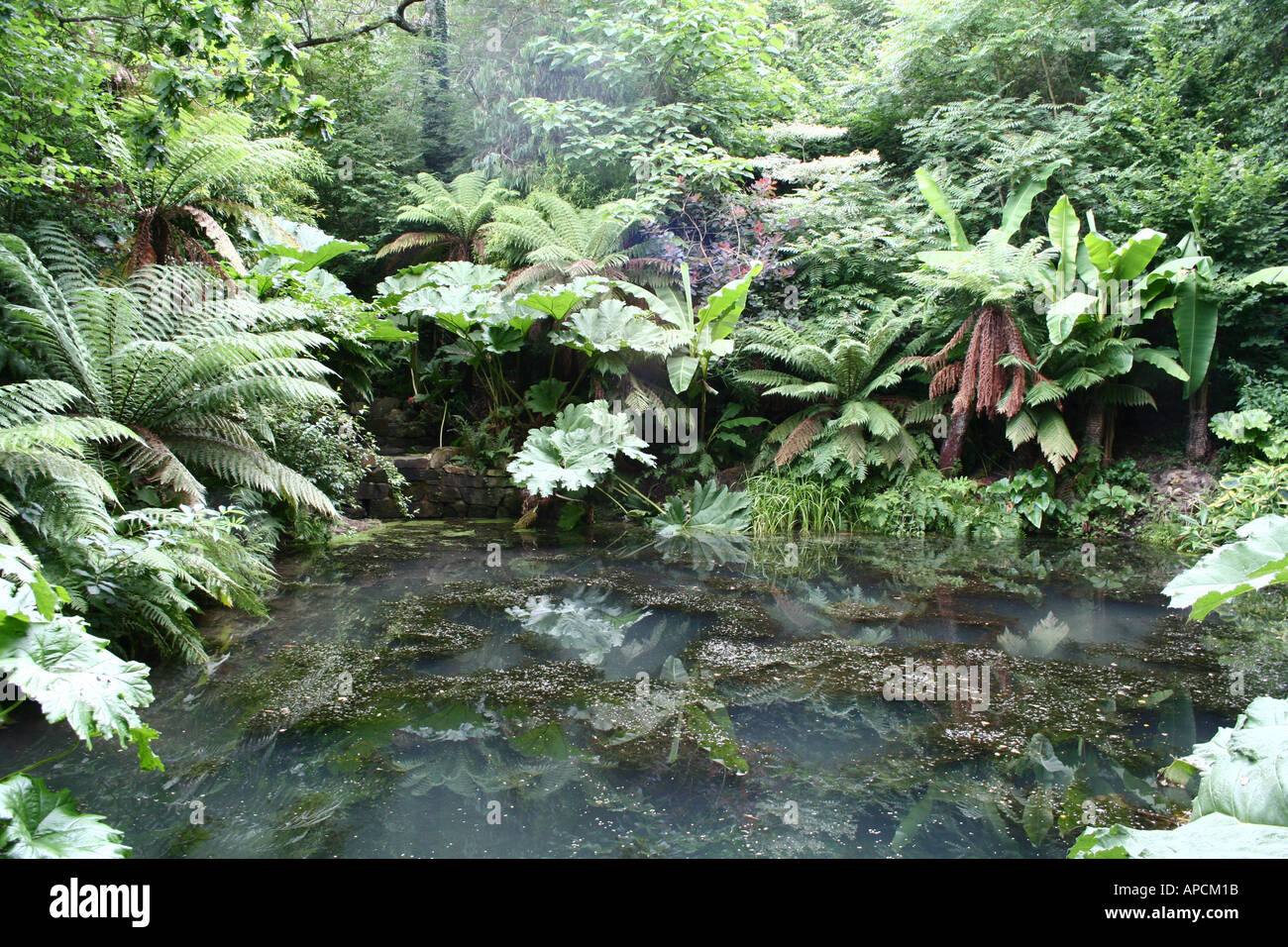 Vegetation water in oasis hi-res stock photography and images - Alamy