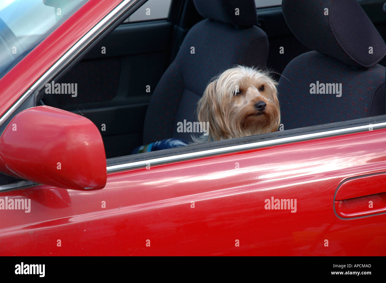 Funny Yorkshire terrier looking out of car window Stock Photo - Alamy