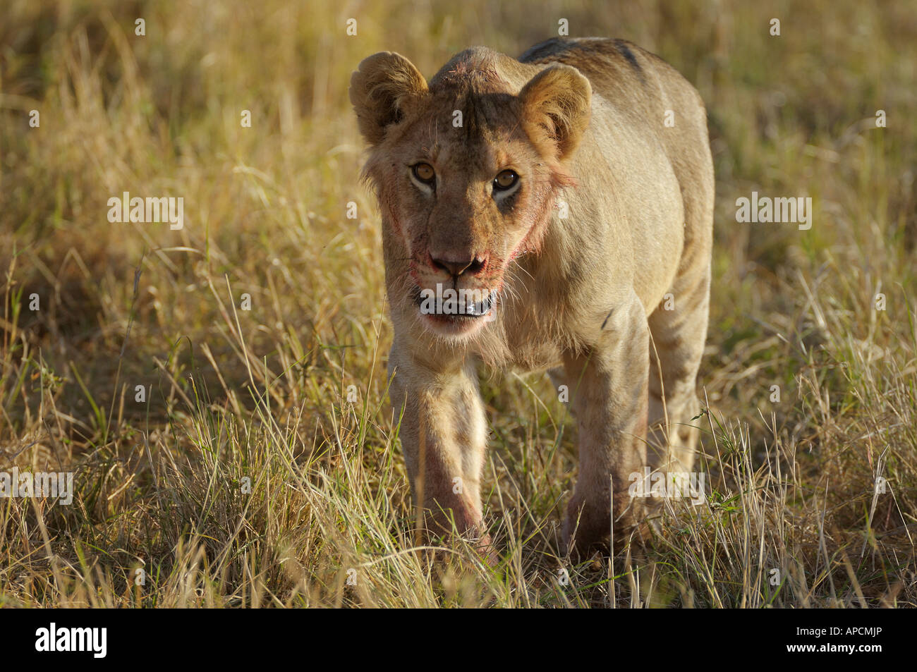 Lion Bloody Face High Resolution Stock Photography and Images - Alamy