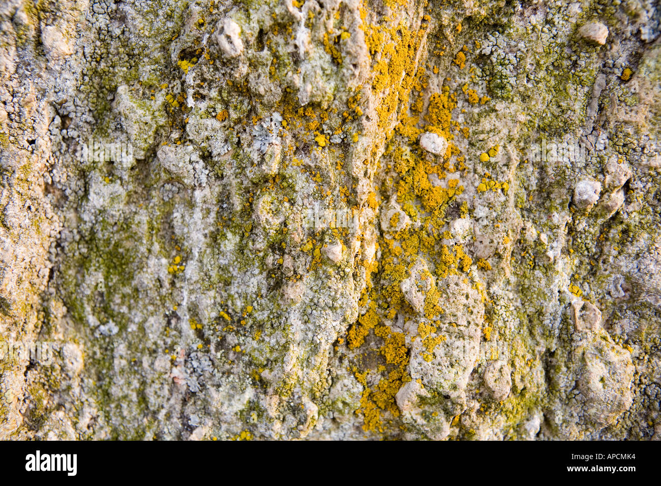 Close up of rock texture covered in lichen Stock Photo - Alamy