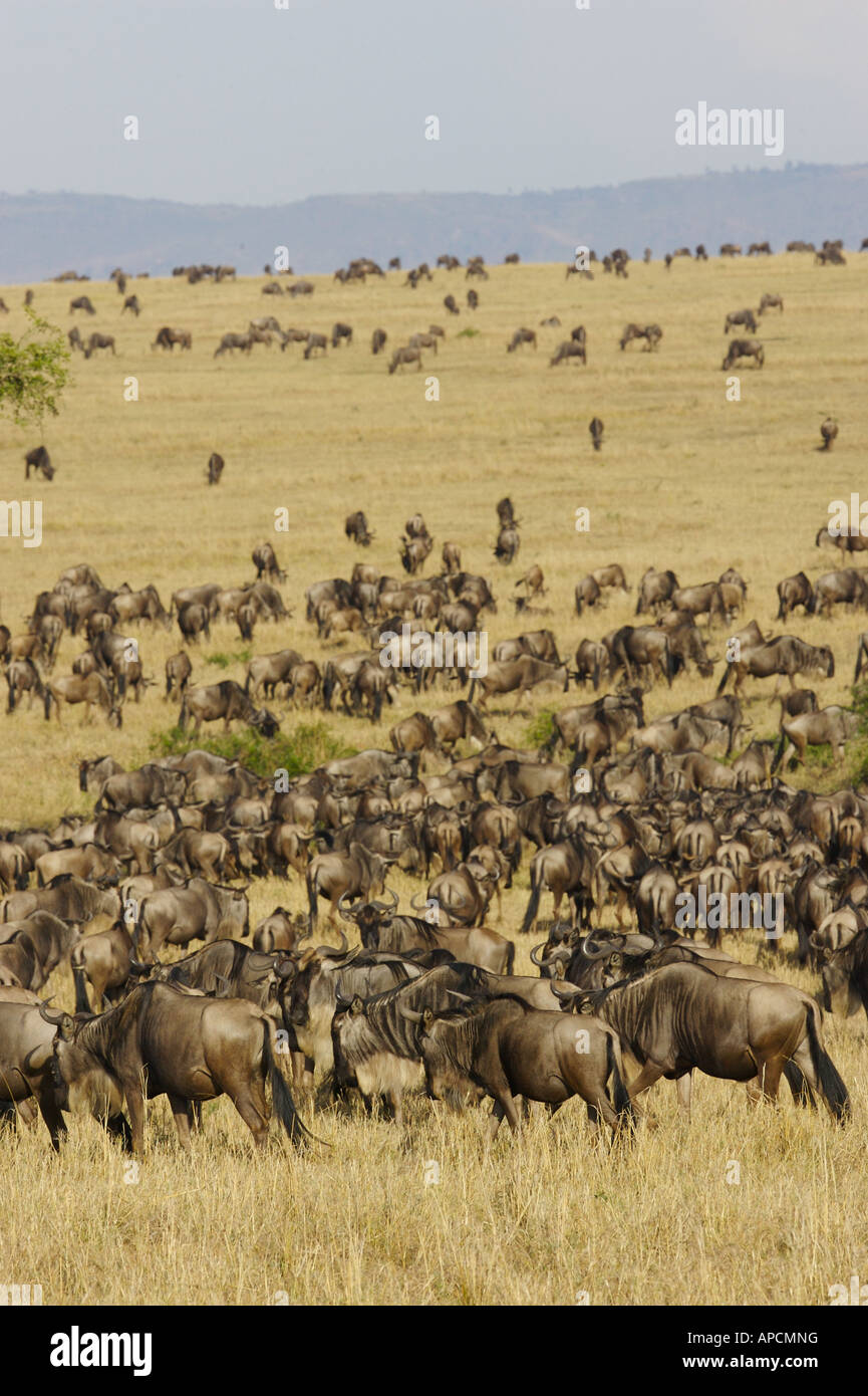 African Wildebeest Migration Stock Photo - Alamy