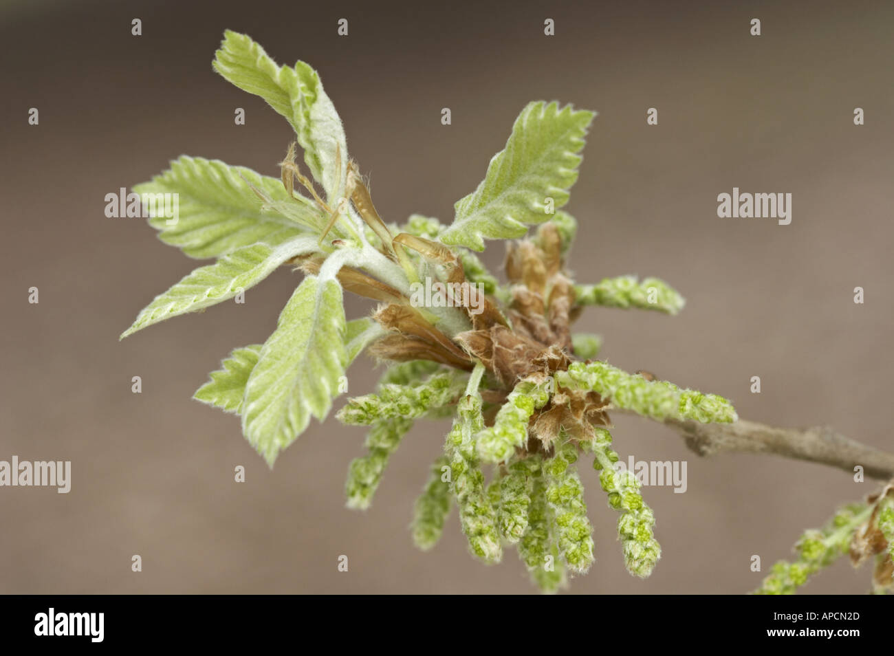 New growth of the Caucasian Oak or Persian Oak (Quercus macranthera ...