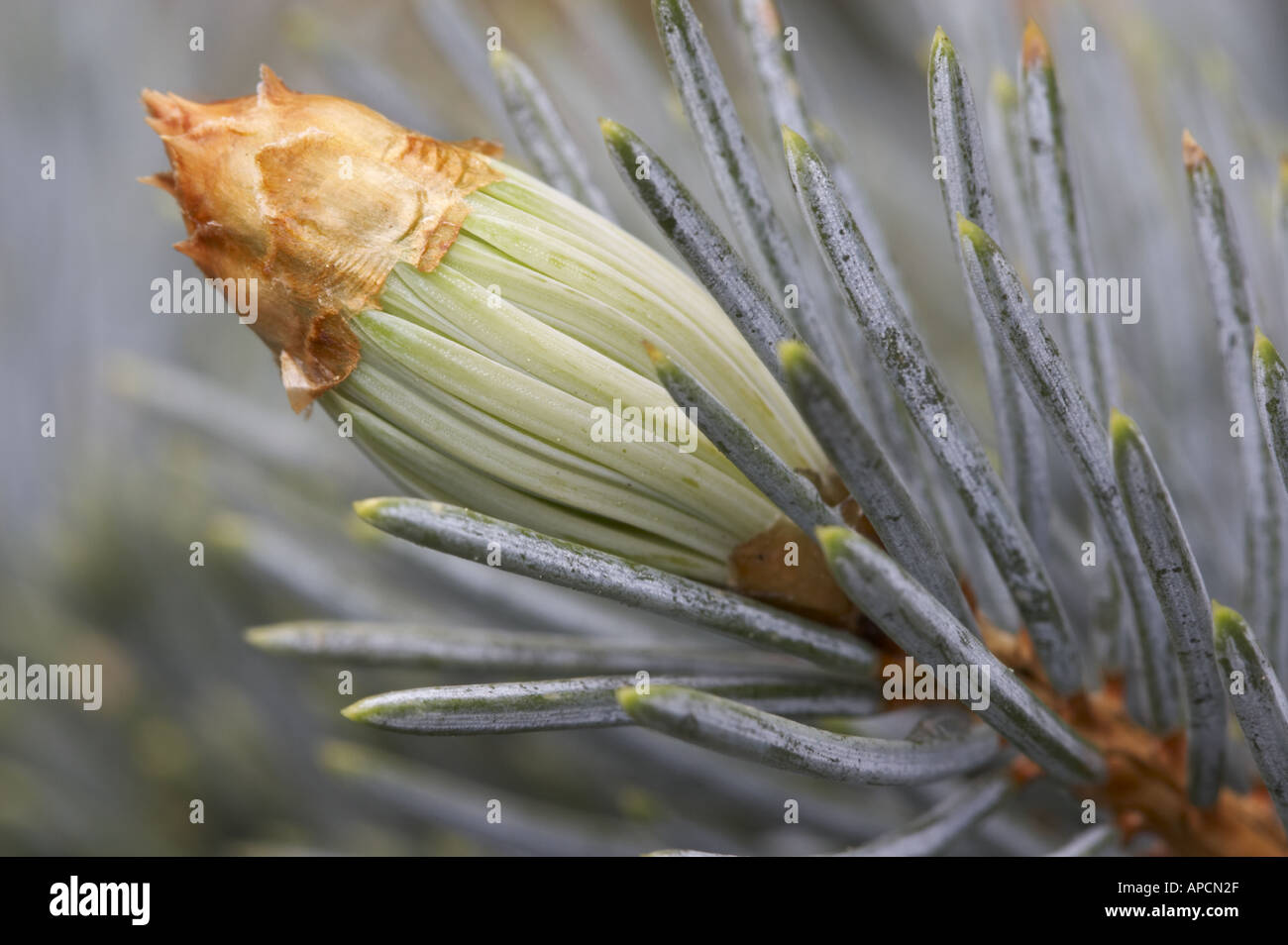 Picea Pungens Koster High Resolution Stock Photography and Images - Alamy