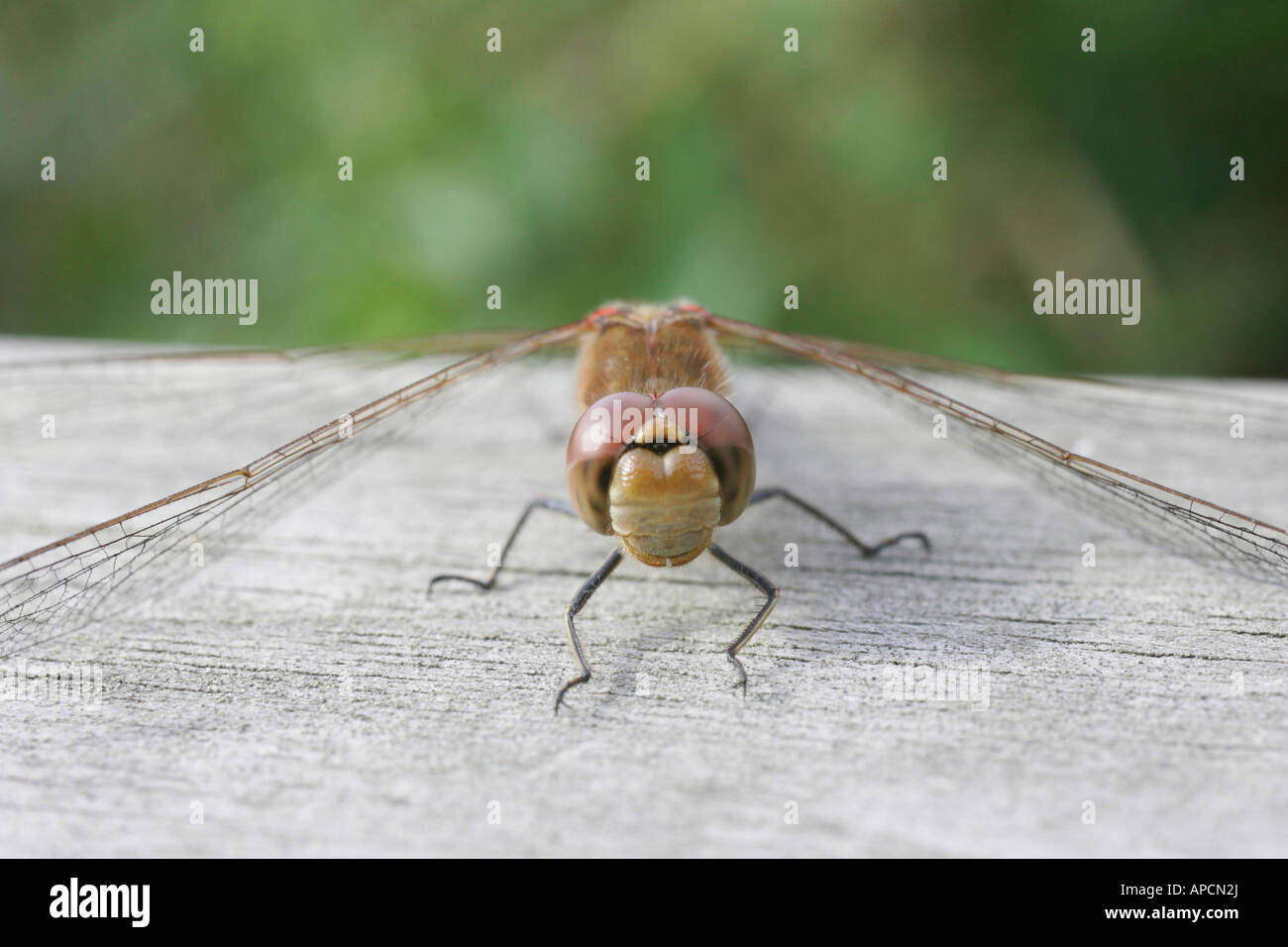 Dragonfly head closeup hi-res stock photography and images - Alamy