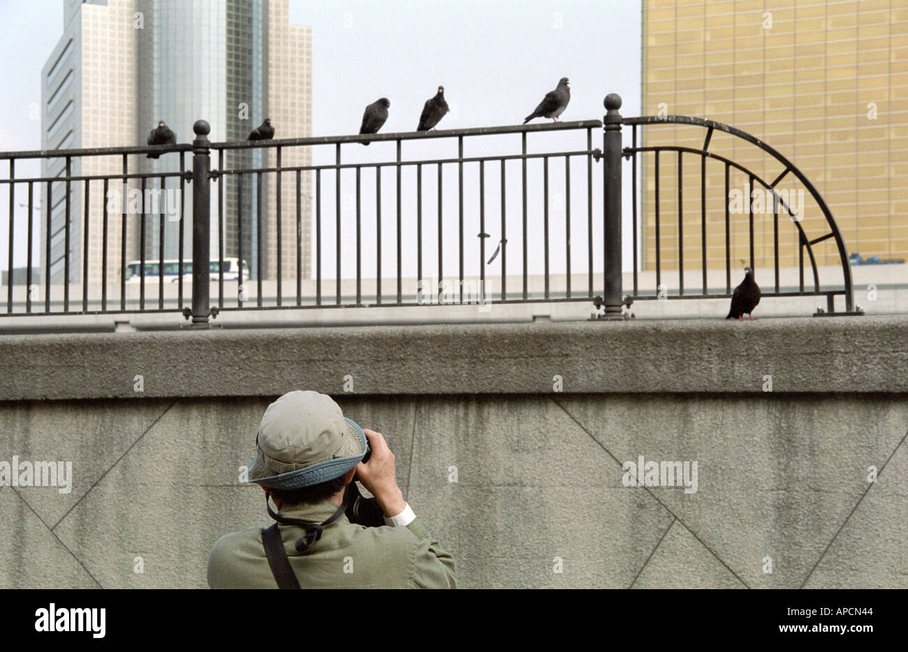 Japanese man photographing pigeons, Tokyo, Japan Stock Photo - Alamy