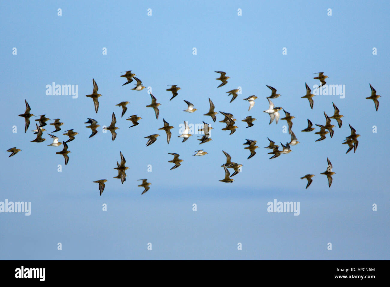 Golden Plover (Pluvialis apricaria) flock flying along coast in autumn ...