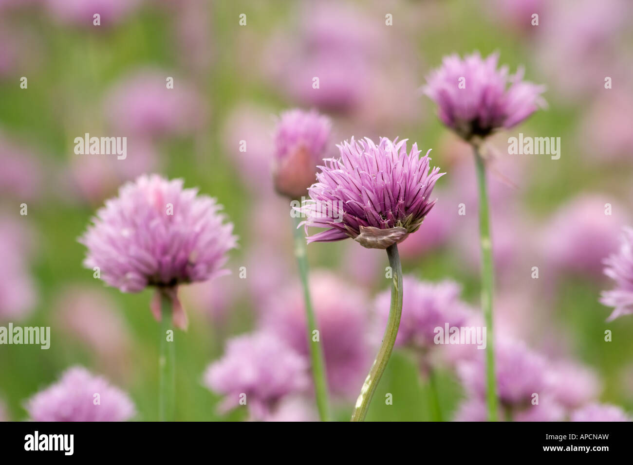blooming chives field close-up Stock Photo - Alamy