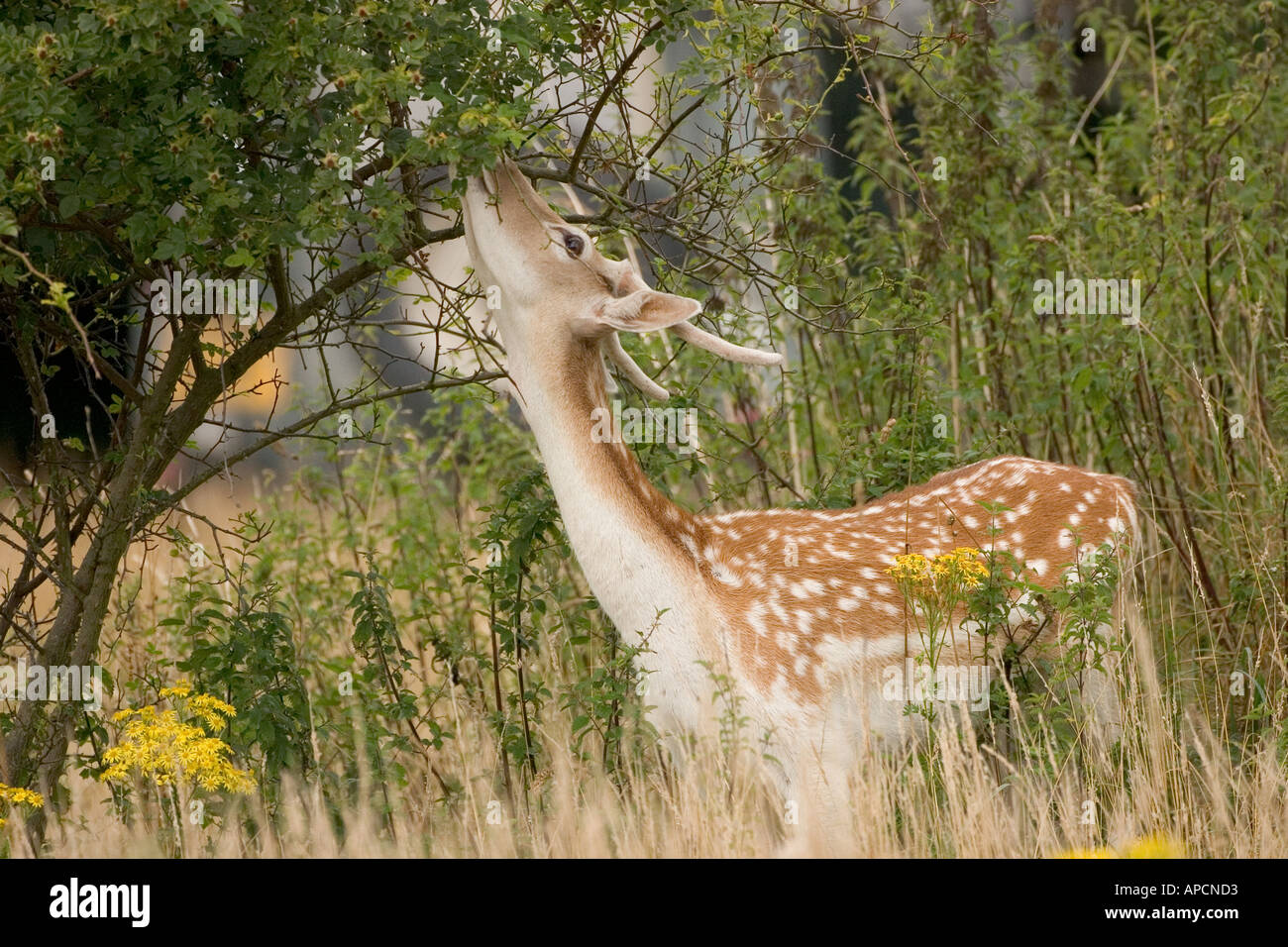 Young male fallow deer hi-res stock photography and images - Alamy