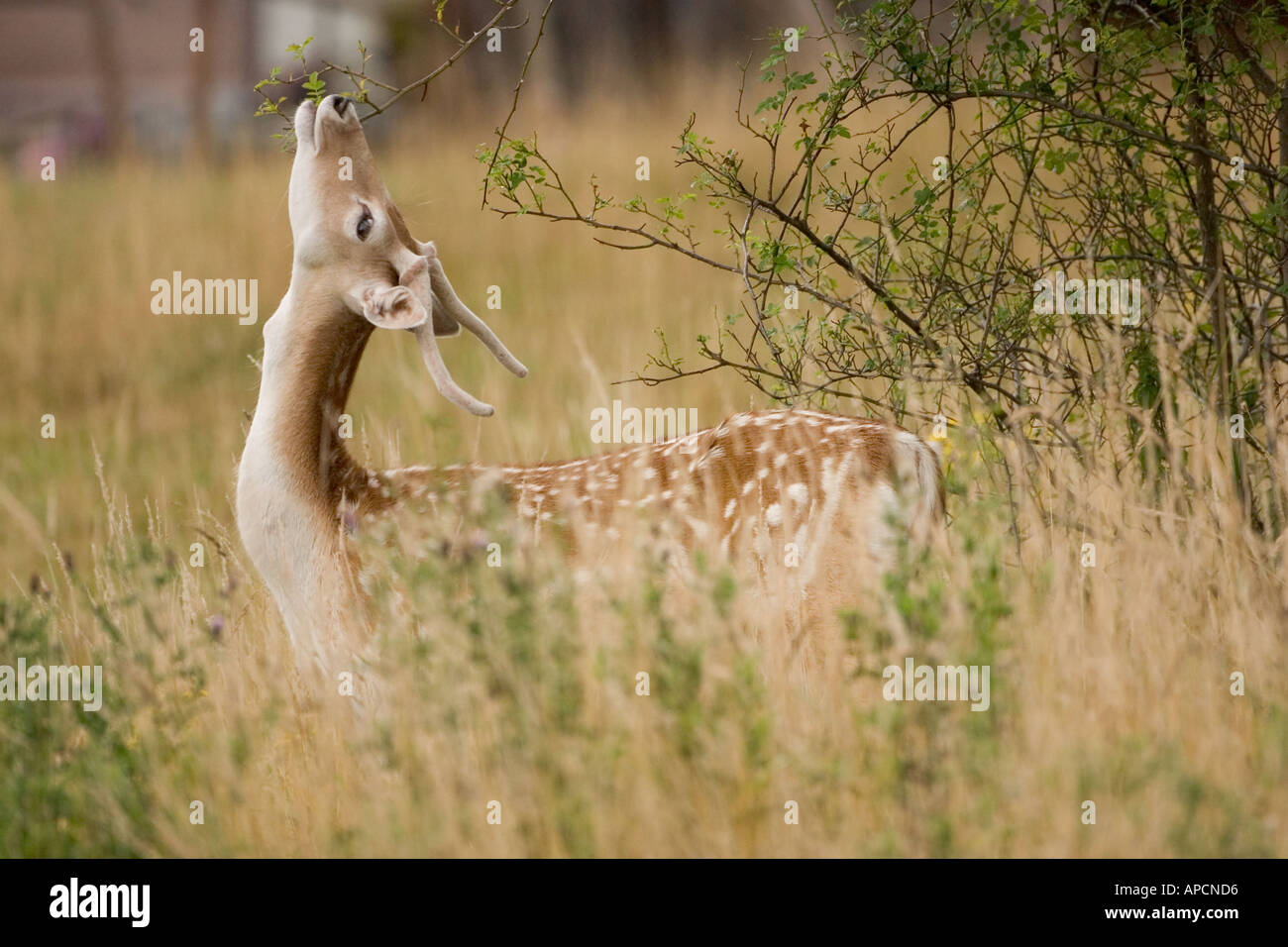 Young male fallow deer hi-res stock photography and images - Alamy