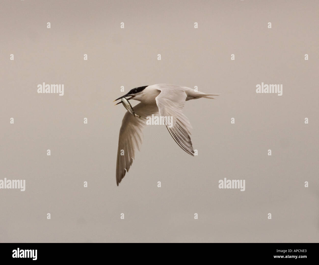 Sterna sandvicensis courtship uk hi-res stock photography and images ...