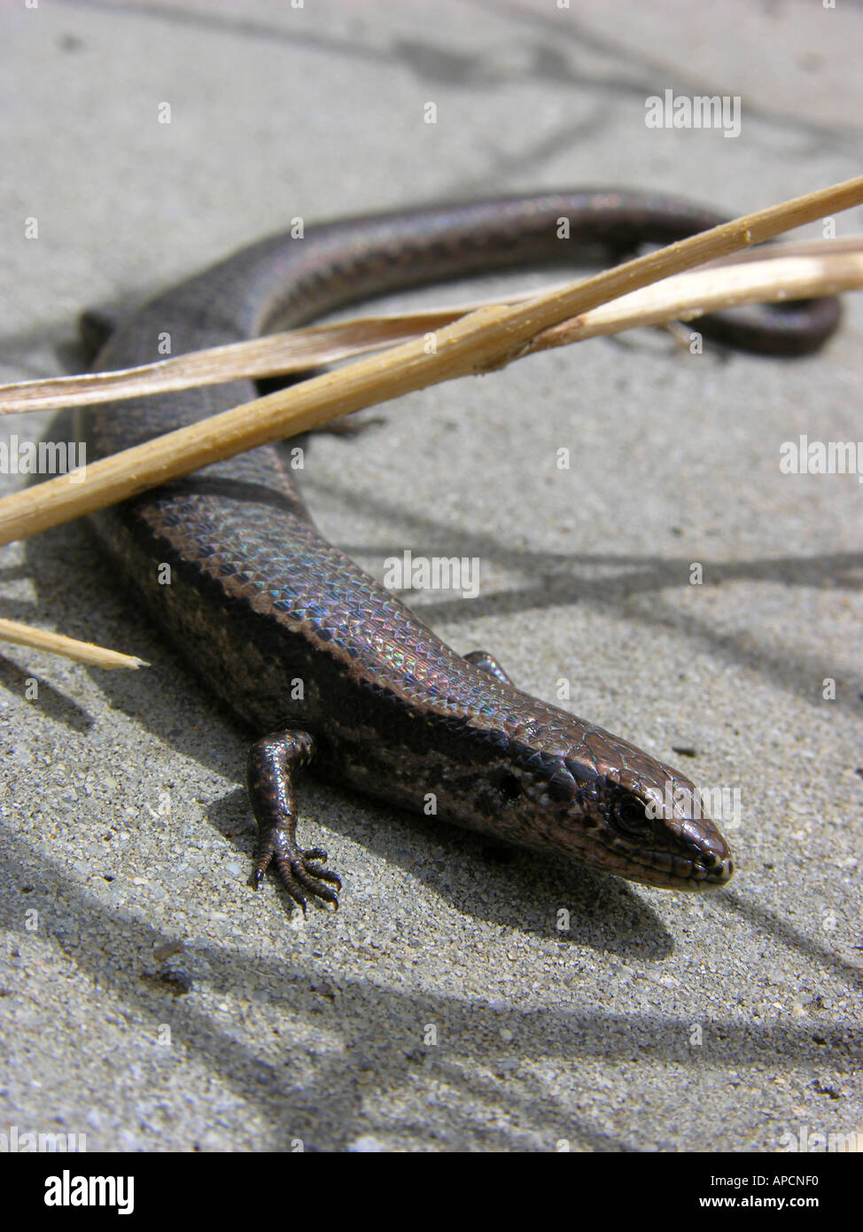 Reptilis hi-res stock photography and images - Alamy