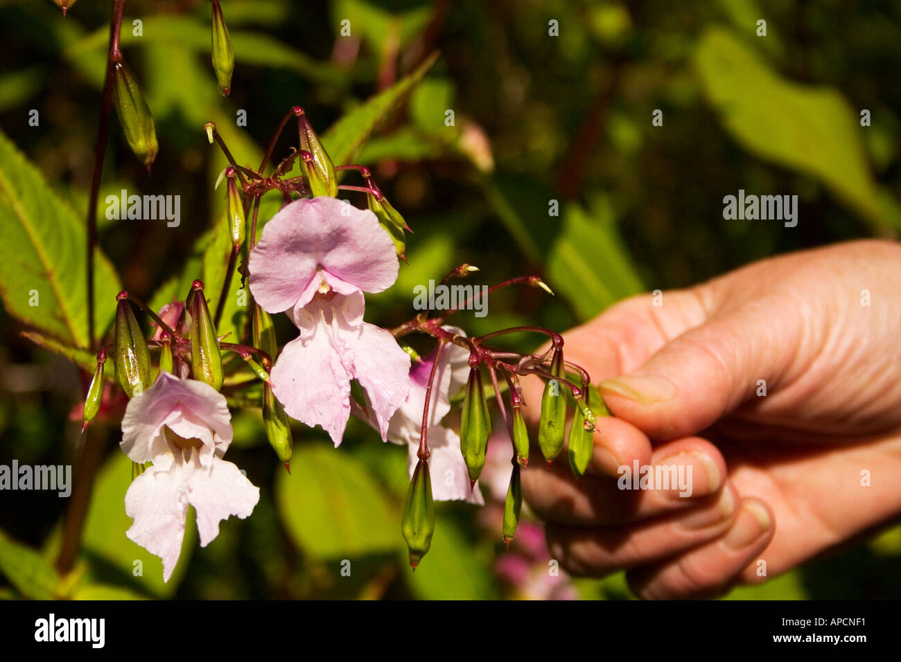 Exploding fruits of a Himalayan Balsam being squeezed by a hand Stock ...