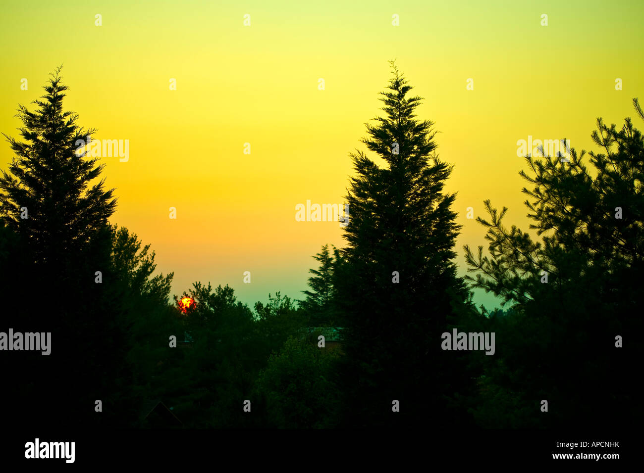 The sun is caught just as it dips below the tree line. The sky is ...