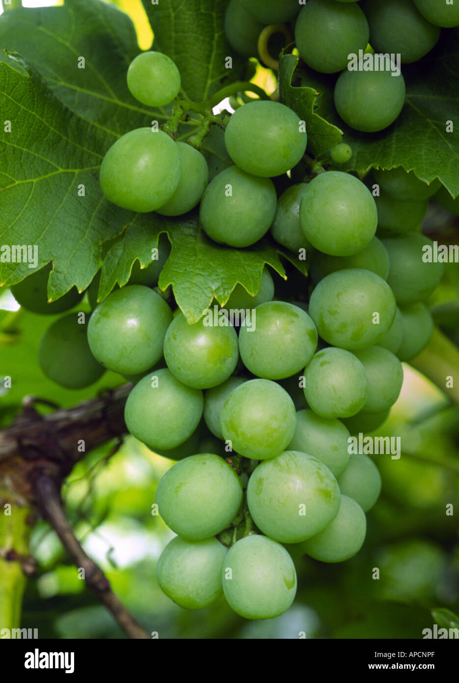 Trellis of table grapes hi-res stock photography and images - Alamy