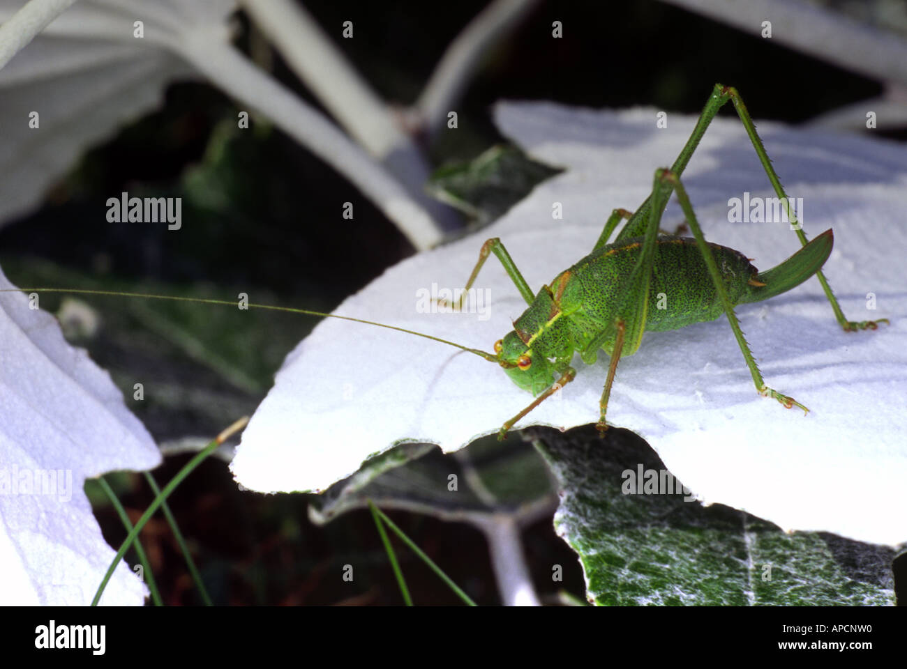 Oak bush cricket Stock Photo - Alamy