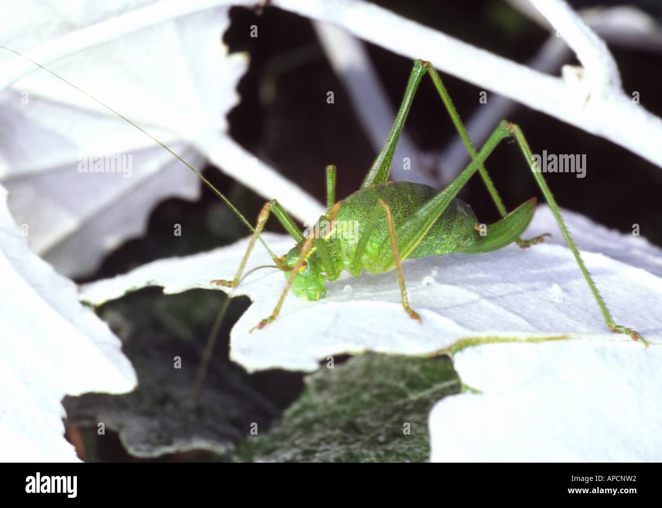 Oak bush cricket Stock Photo - Alamy