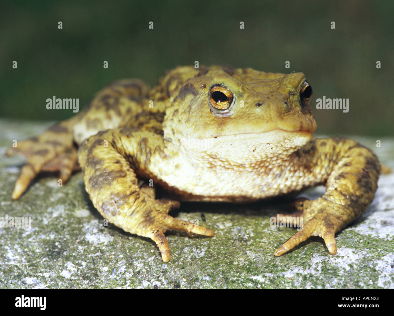 Worm slug uk hi-res stock photography and images - Alamy