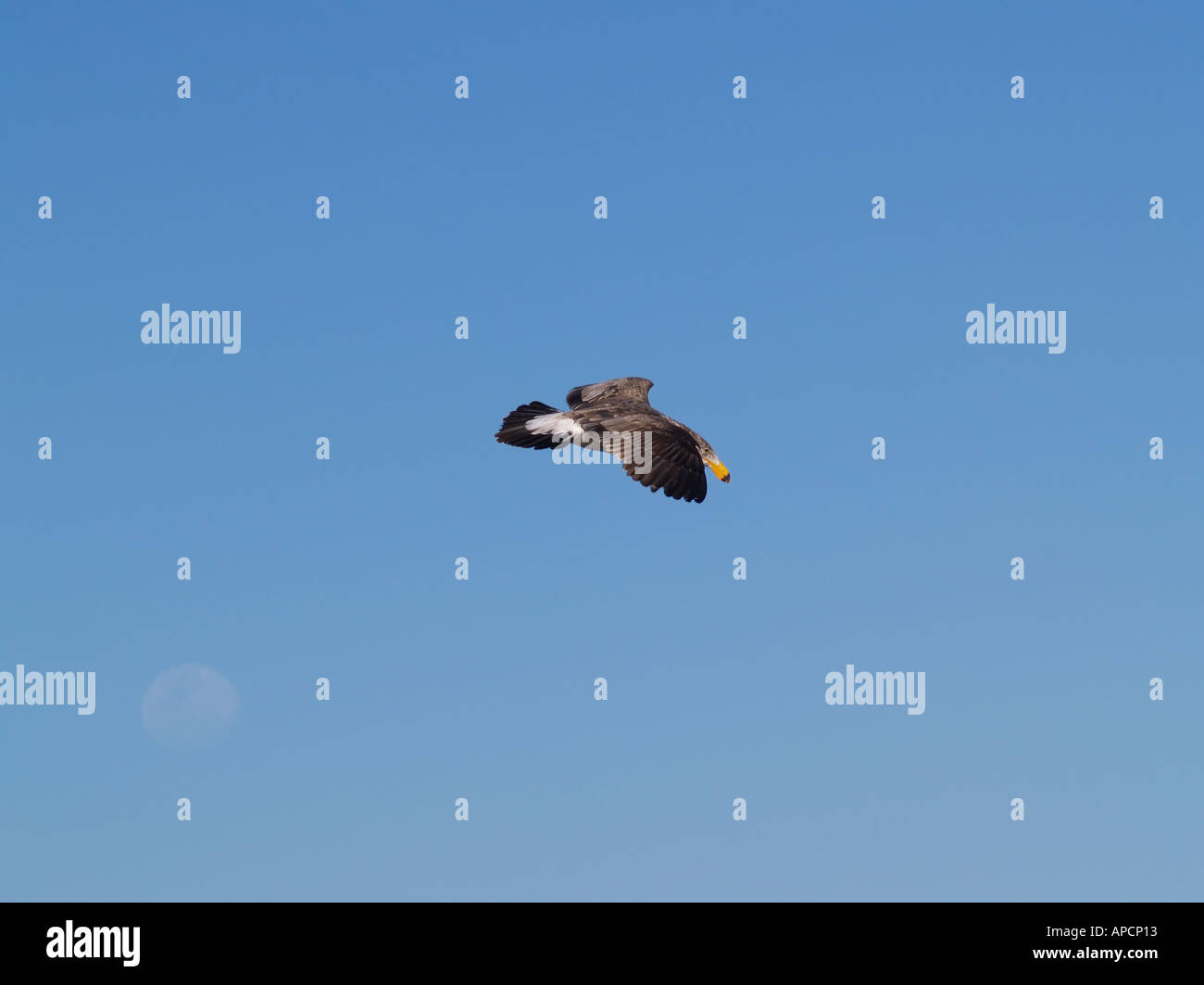 Bird looking at moon hi-res stock photography and images - Alamy