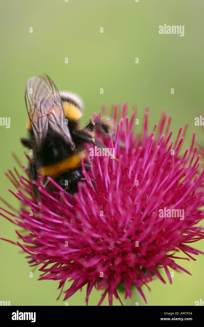 Bombus lucorum foraging hi-res stock photography and images - Alamy