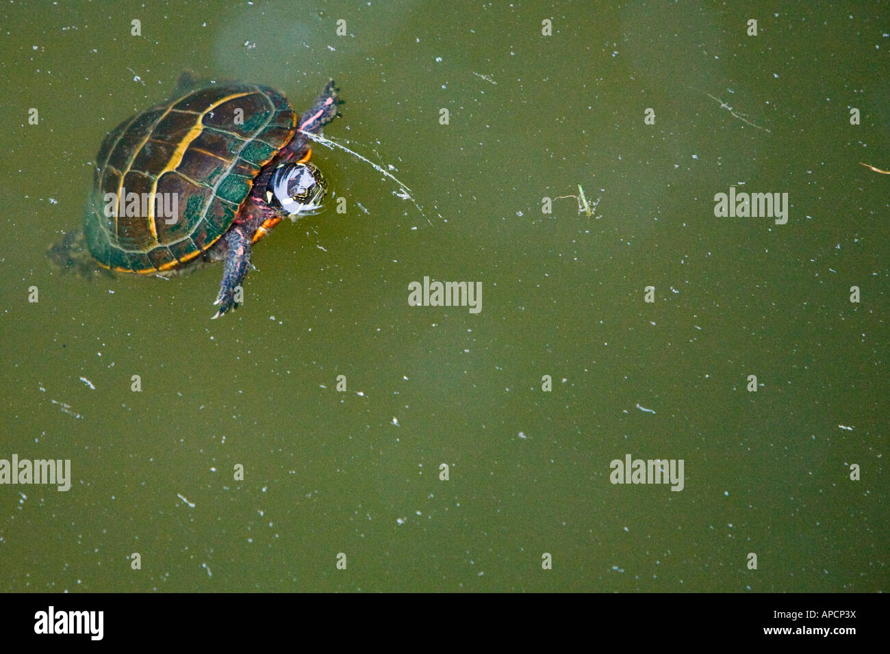 A baby turtle surfaces out of murky lake water to glance at me Stock ...