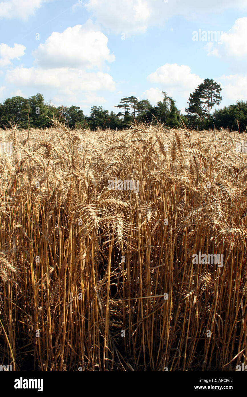 Bowsey woods wheat crop Stock Photo - Alamy