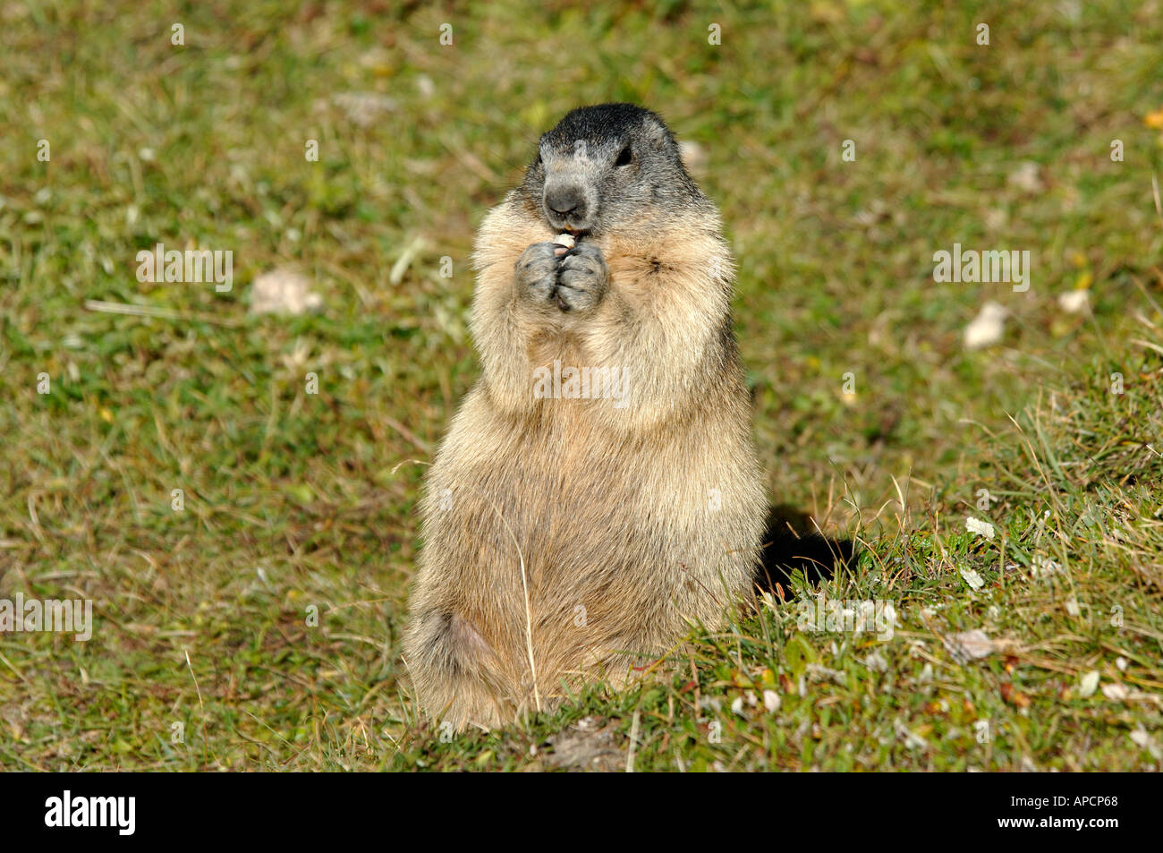 Alpine marmot sitting upright on hind legs and eating, French alps ...