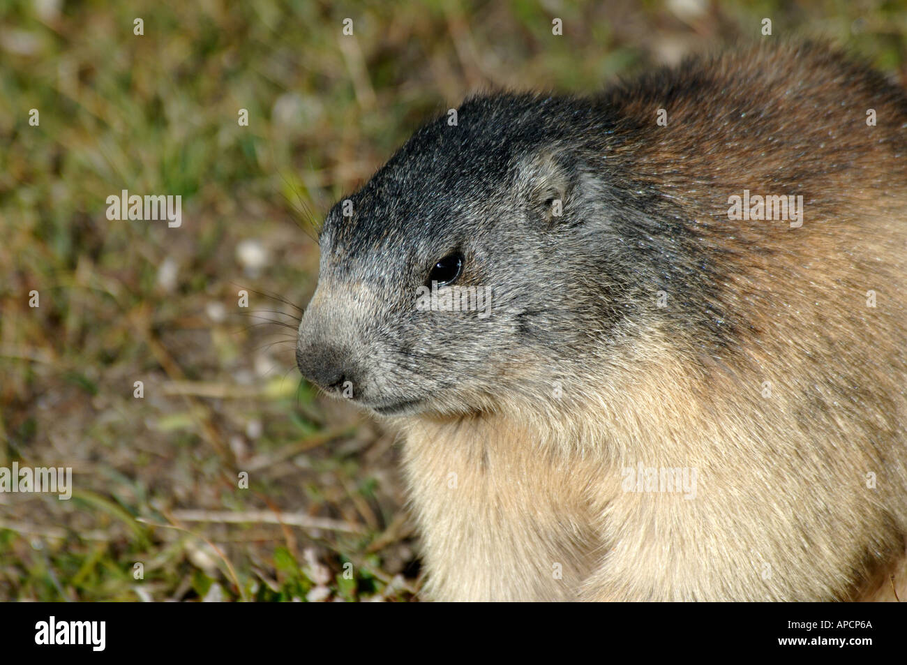 Alpine marmot in the french alps hi-res stock photography and images ...