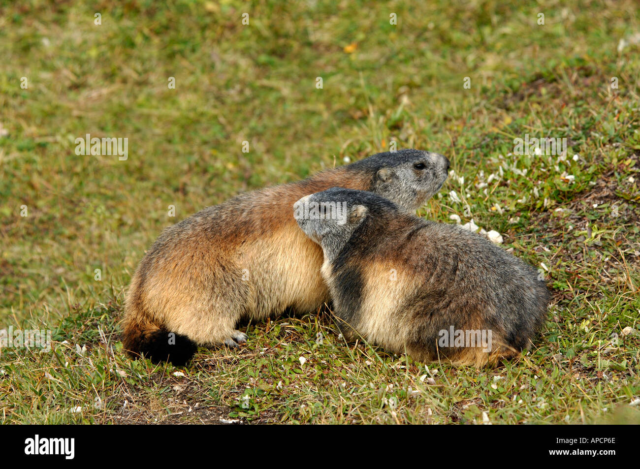 Alpine Marmot In The French Alps High Resolution Stock Photography and Images - Alamy