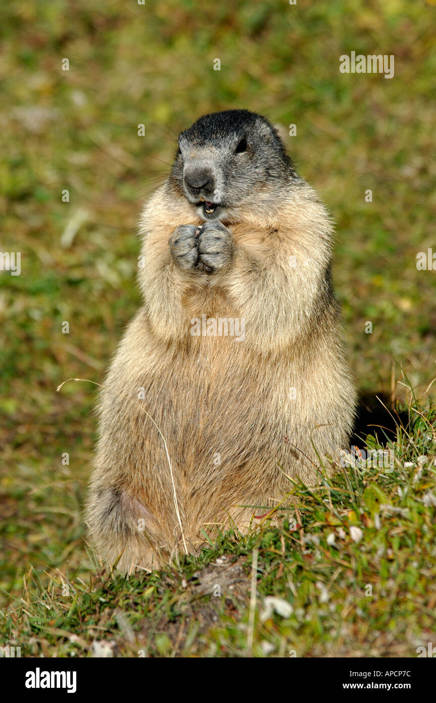 Alpine marmot sitting upright on hind legs, French alps Stock Photo - Alamy
