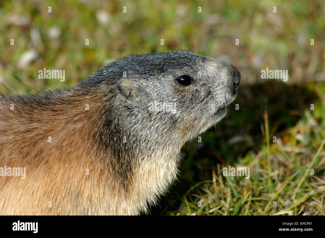 Marmota marmota, Alpine marmot, La Plagne, Savoie, French alps Stock ...