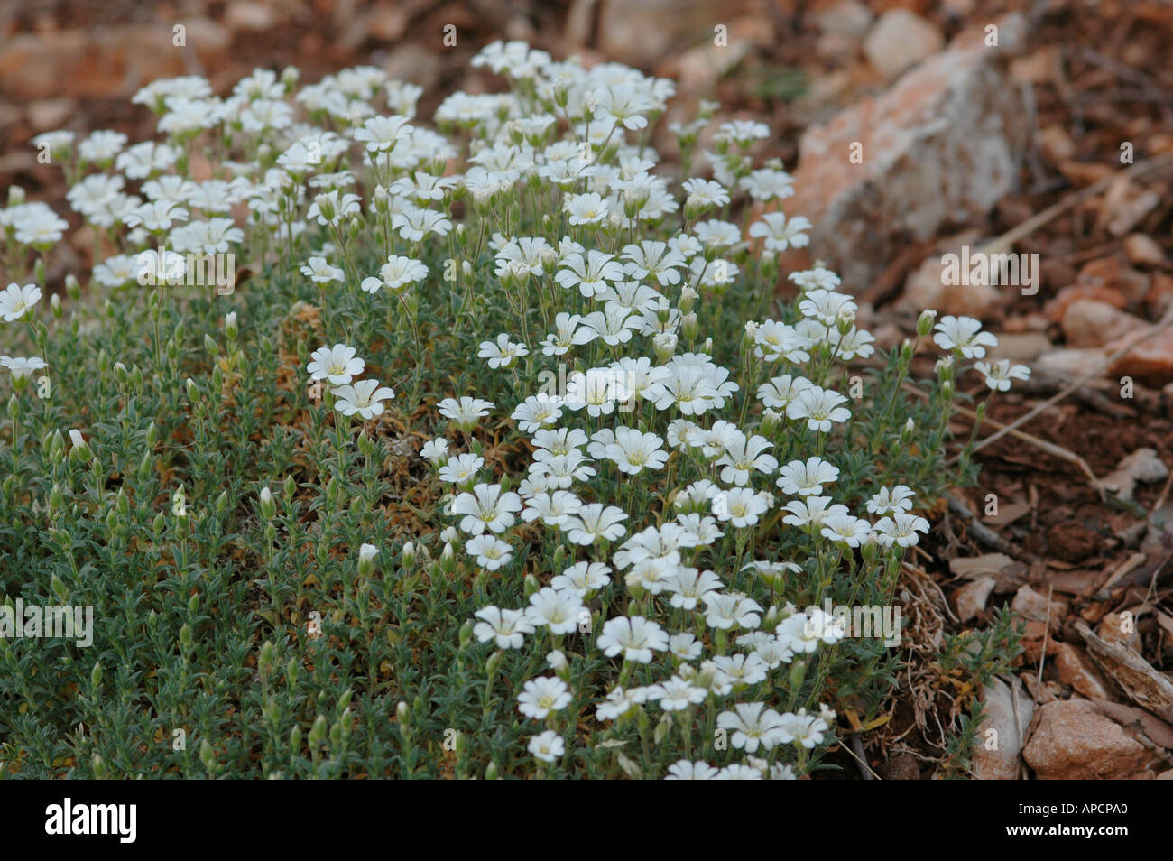 Dusty white hi-res stock photography and images - Alamy
