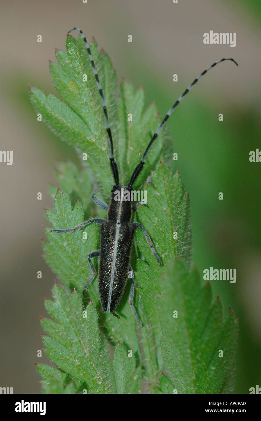 Iridescent longhorn beetle hi-res stock photography and images - Alamy