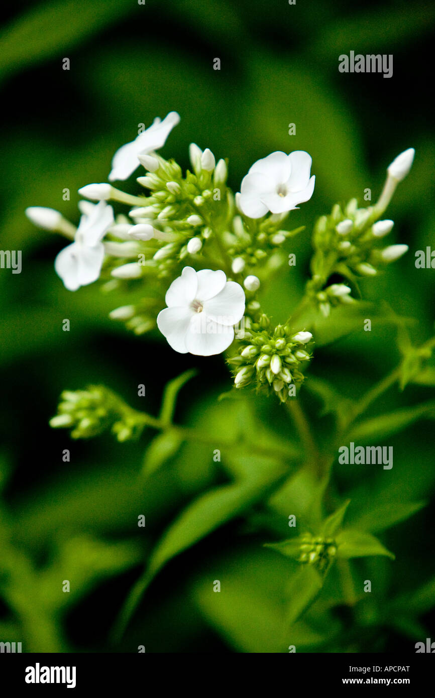 A close-up photo of little white wildflowers Stock Photo - Alamy
