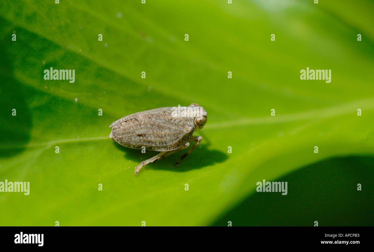 Hopper fly hi-res stock photography and images - Alamy