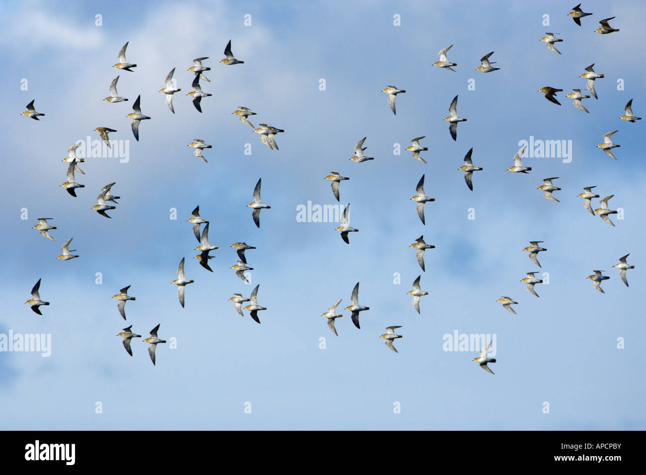 Golden Plover (Pluvialis apricaria) flock flying along coast in autumn ...