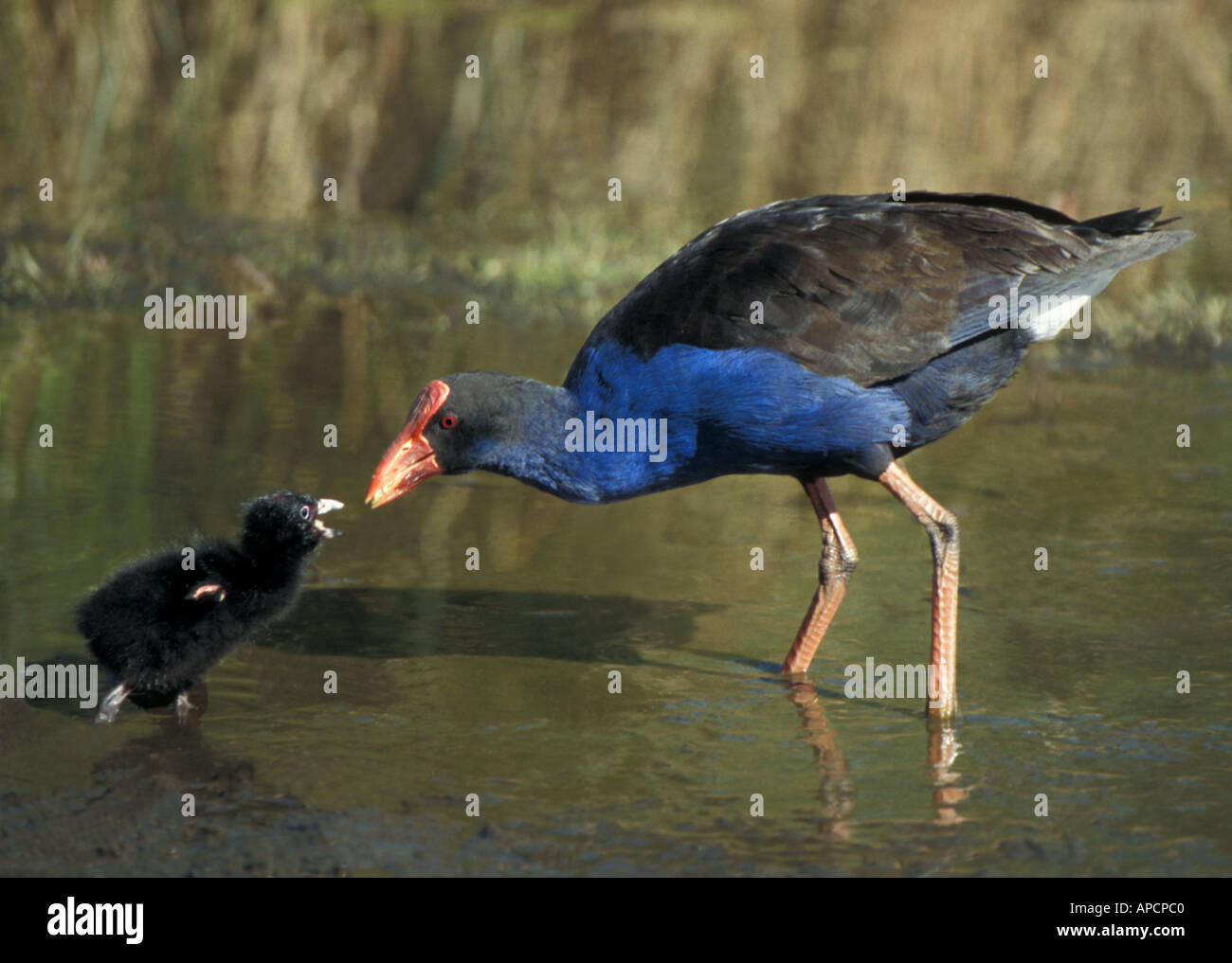 Pukeko chick hi-res stock photography and images - Alamy