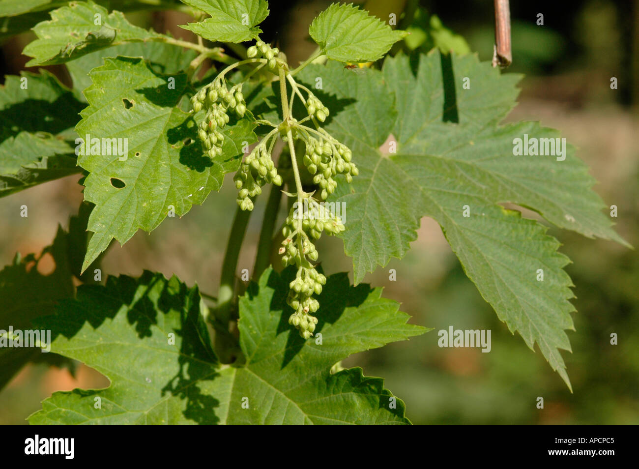 Humulus lupulus male hi-res stock photography and images - Alamy