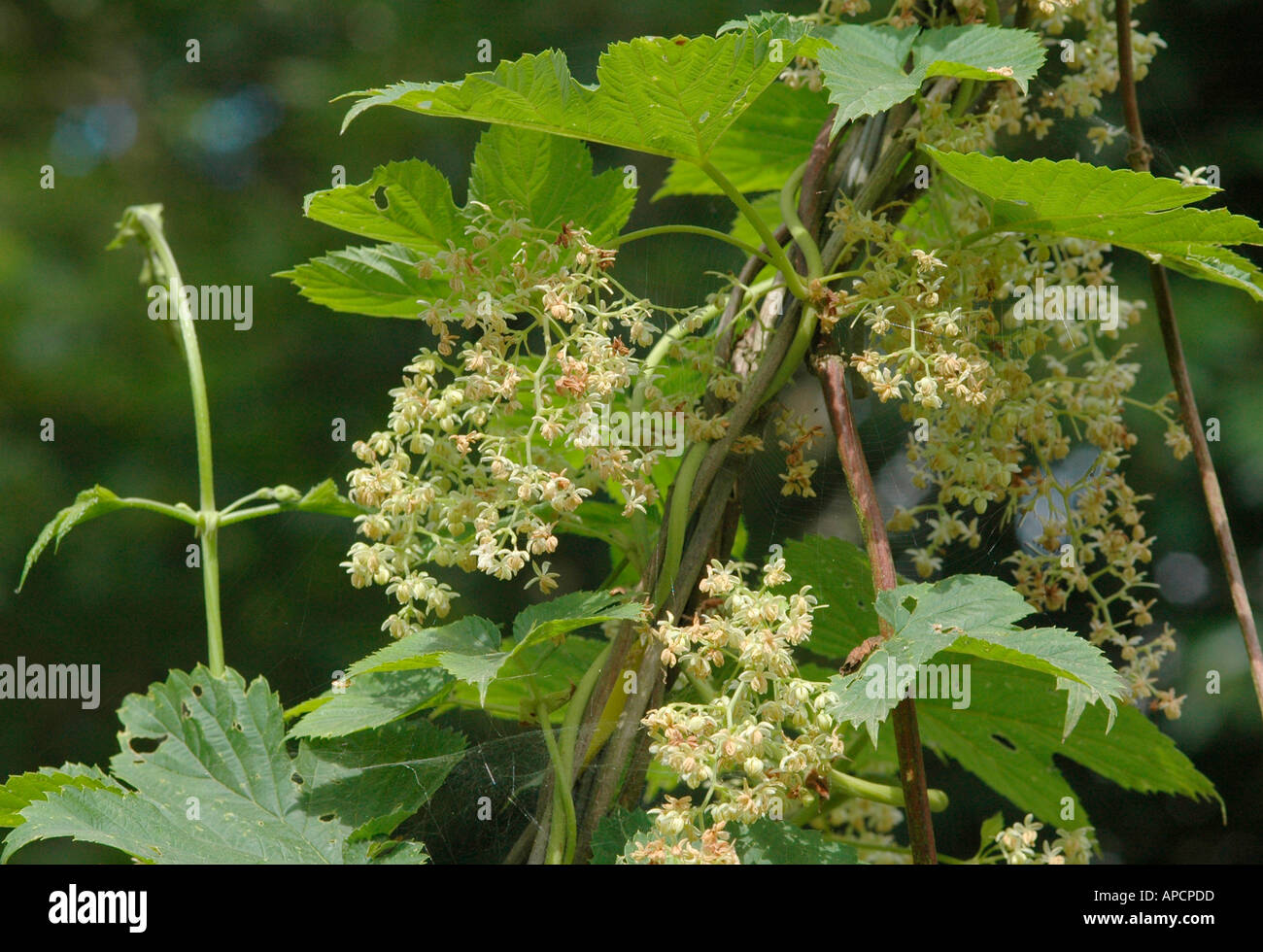 Male flower of the wild hop Stock Photo - Alamy