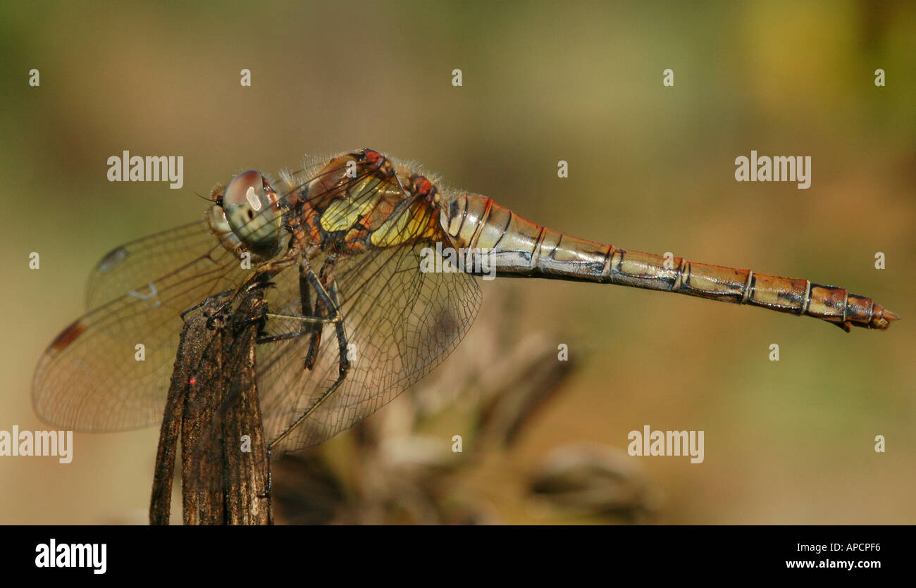 Copper dragonfly hi-res stock photography and images - Alamy