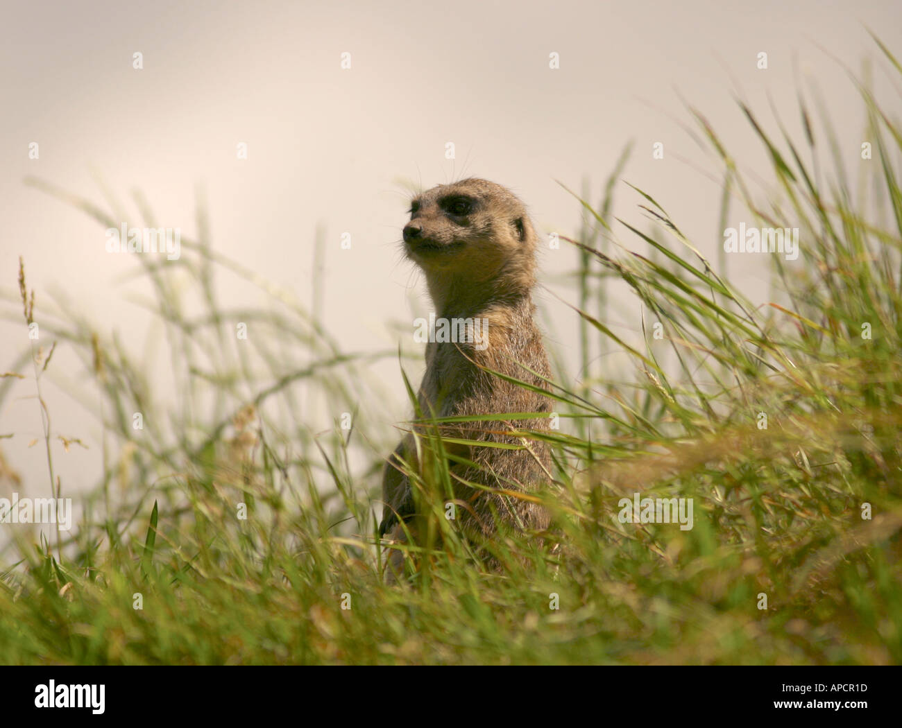 Watching nosey hi-res stock photography and images - Alamy