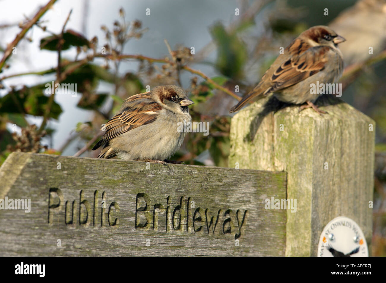House Sparrow (Passer domesticus) male birds perched on footpath sign ...