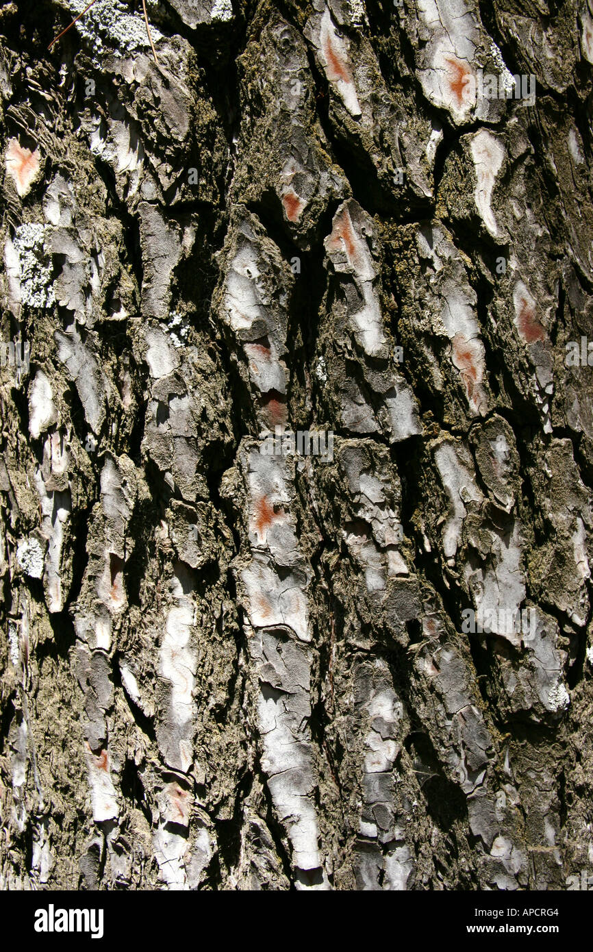 Aleppo pine jordan hi-res stock photography and images - Alamy