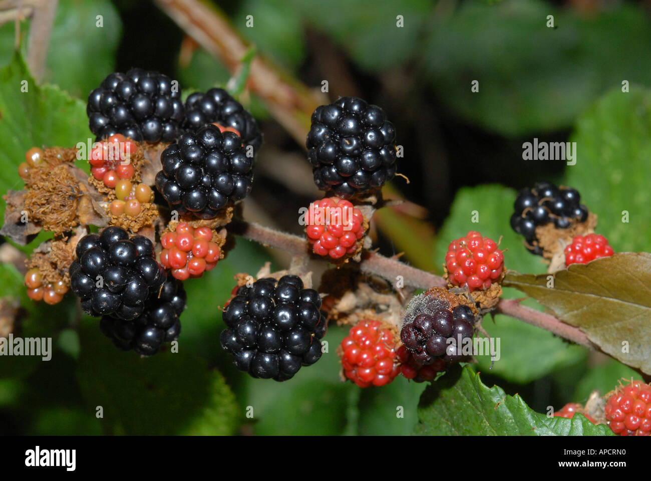 Blackberries are the fruits of the bramble a fast growing thorny ...