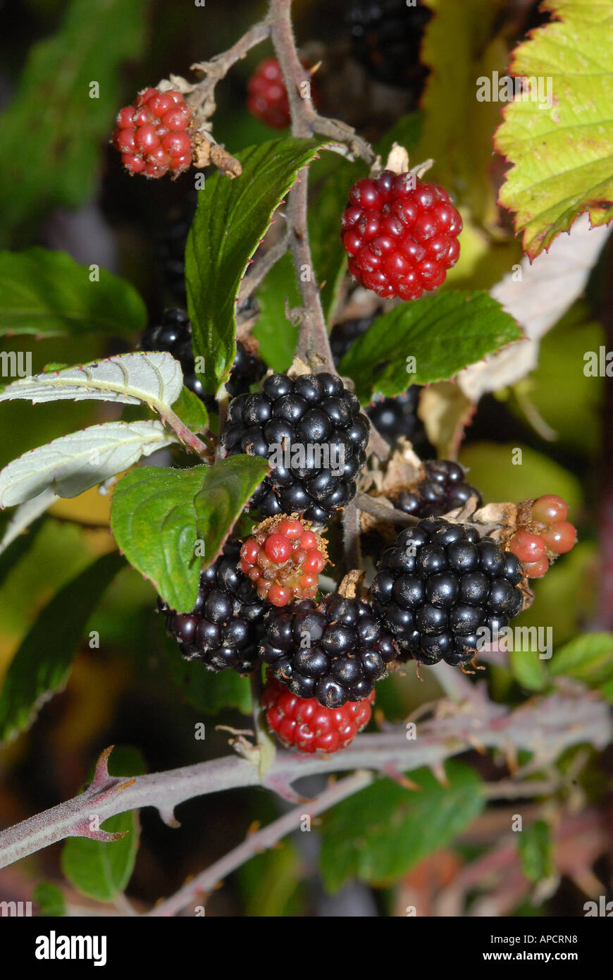 Blackberries are the fruits of the bramble a fast growing thorny ...