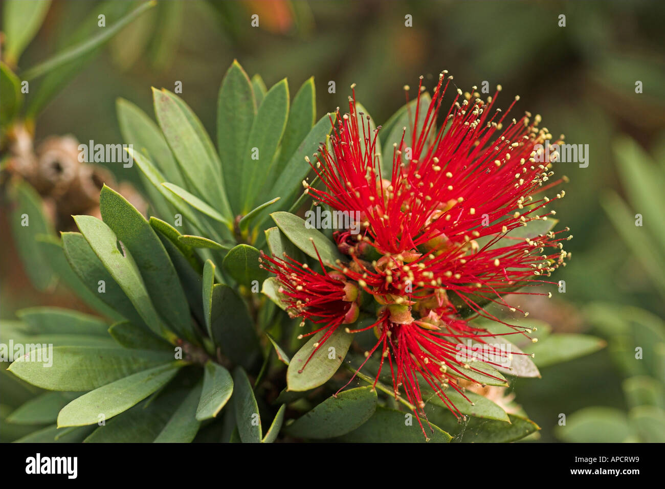 Red Callistemon flower Stock Photo - Alamy
