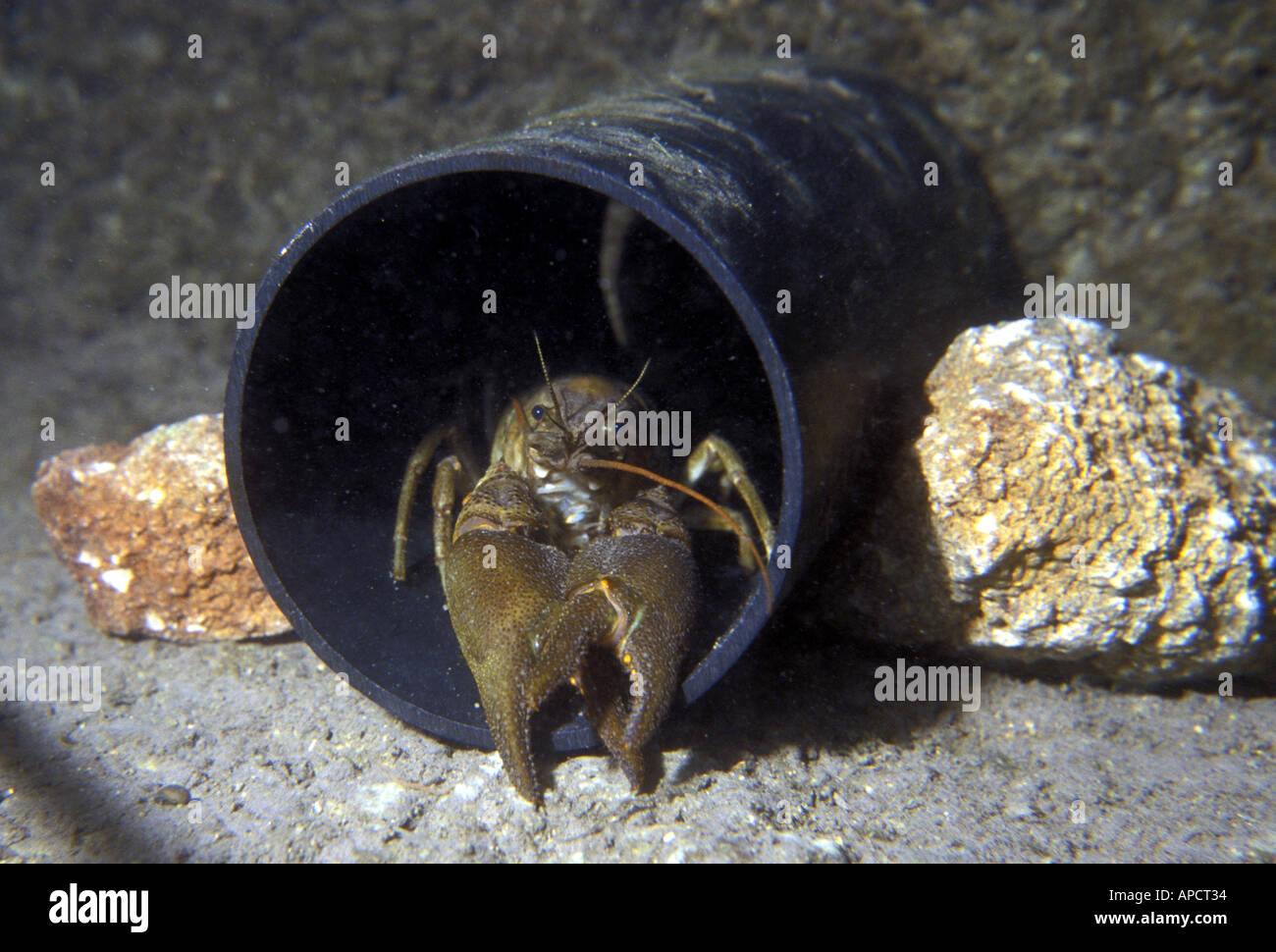 White clawed crayfish uk hi-res stock photography and images - Alamy