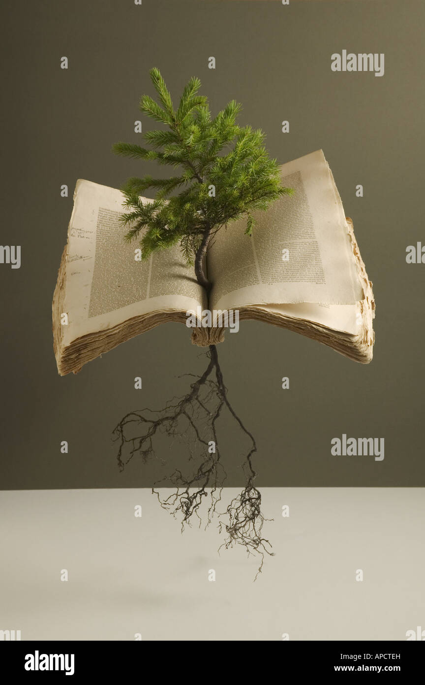 Book becoming a tree, growing roots Stock Photo - Alamy