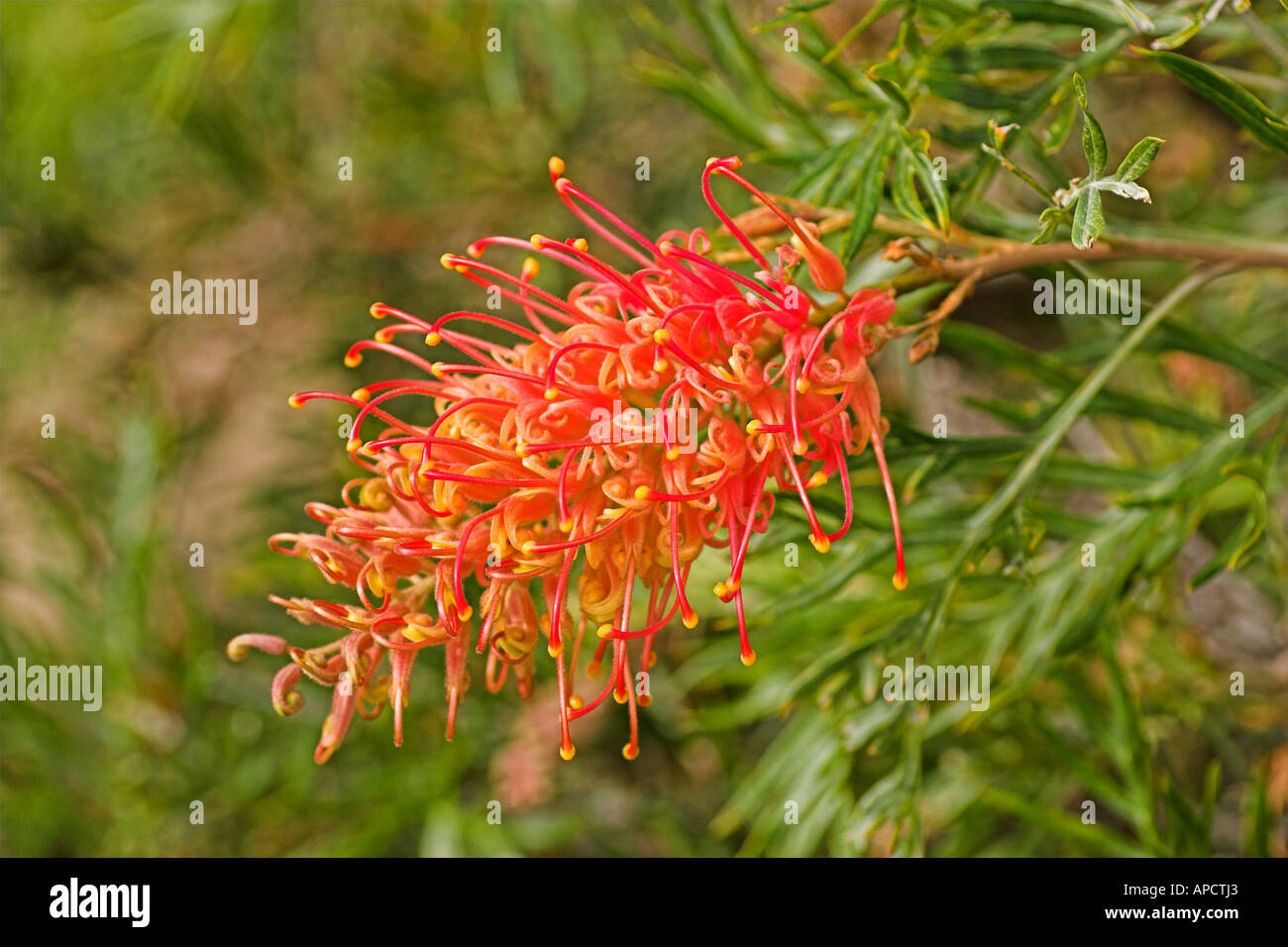 Red Grevillia flower Stock Photo - Alamy