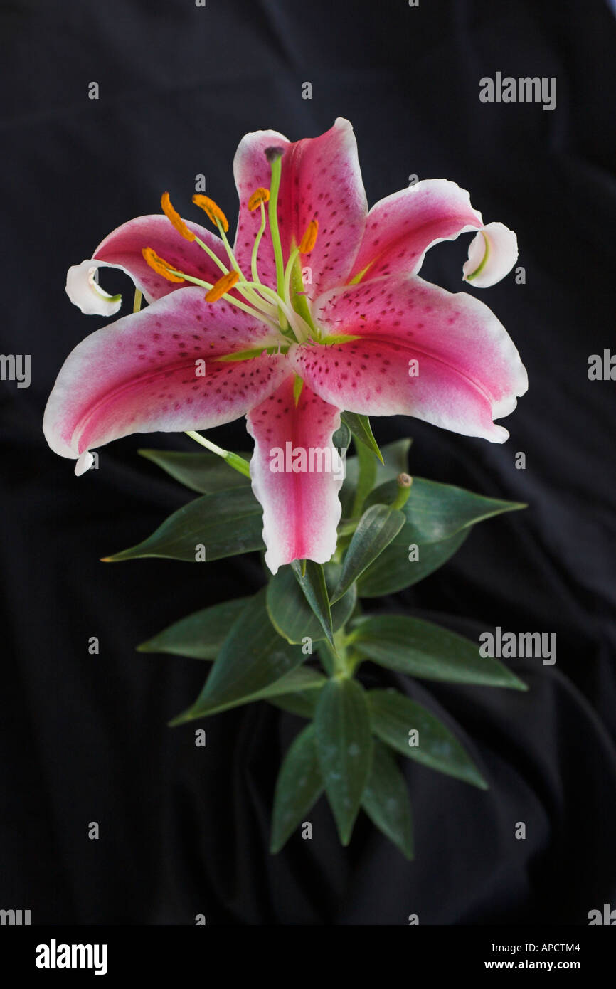 Lillium hi-res stock photography and images - Alamy